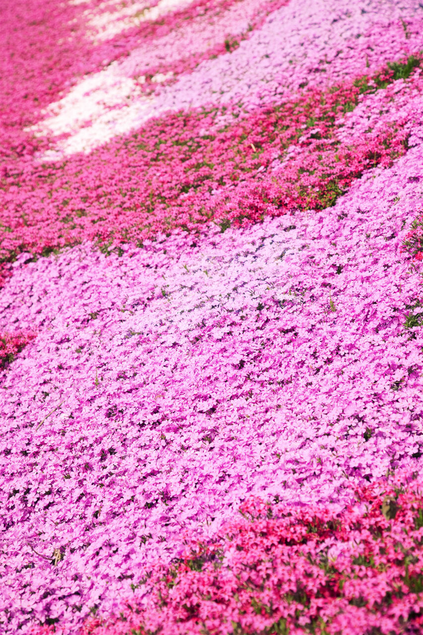 カラープロファイルとは？ カラーマネジメントの基本をわかりやすく解説 | 321web